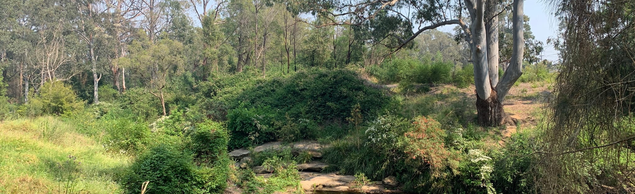 Pemulwuy Loop, New South Wales, Australia - 147 Reviews, Map | AllTrails