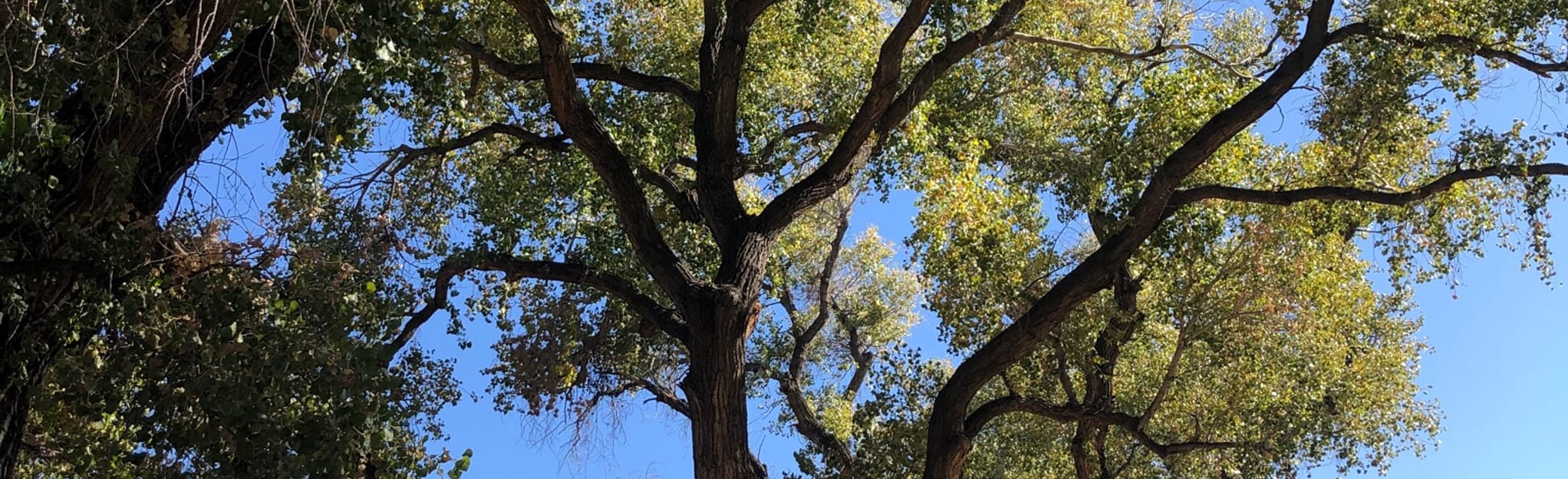 Canopy Trail, Arizona - 6 Reviews, Map | AllTrails