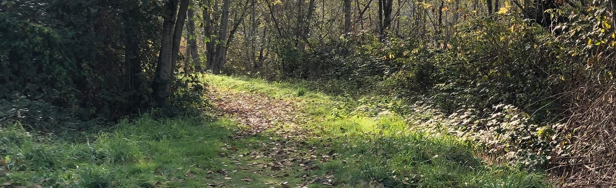 Maddox Creek Trail, Washington - 238 Reviews, Map | AllTrails