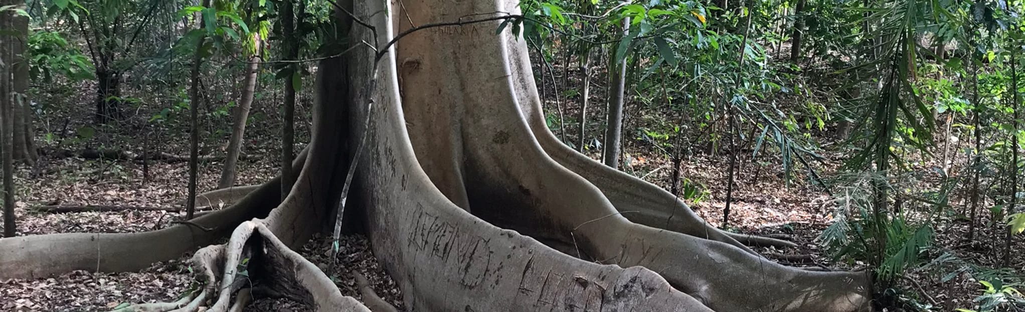 Tangkoko Nature Reserve Loop, North Sulawesi, Indonesia - 2 Reviews ...