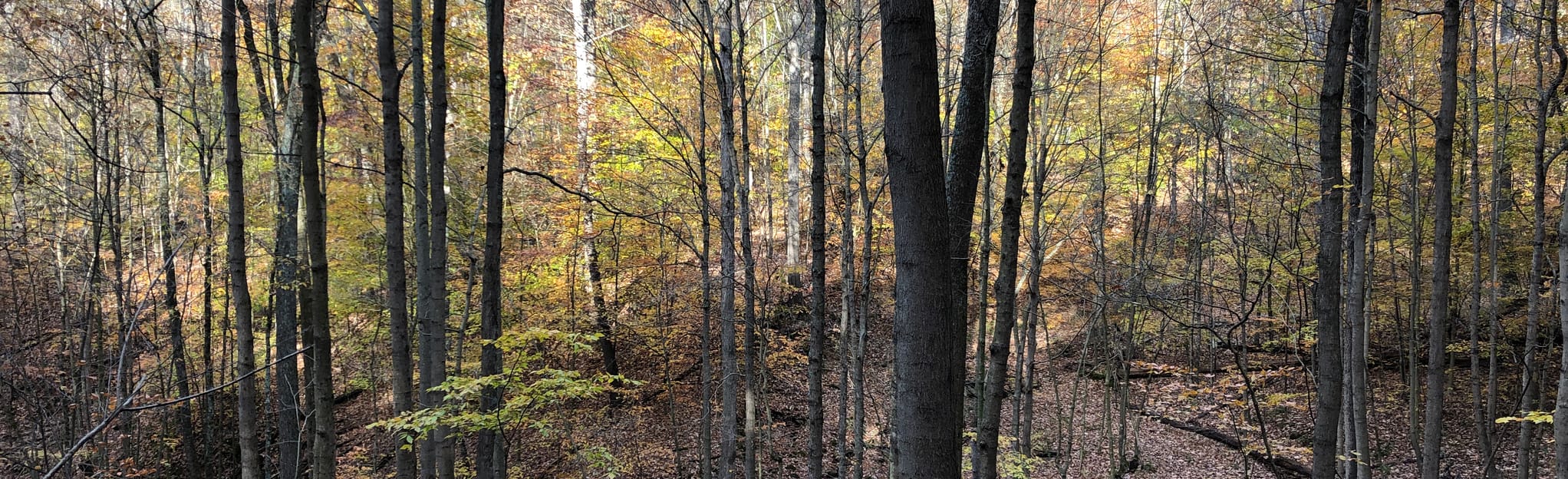 Buffalo Trace Trails (Trails 2 and 3), Indiana - 219 Reviews, Map ...