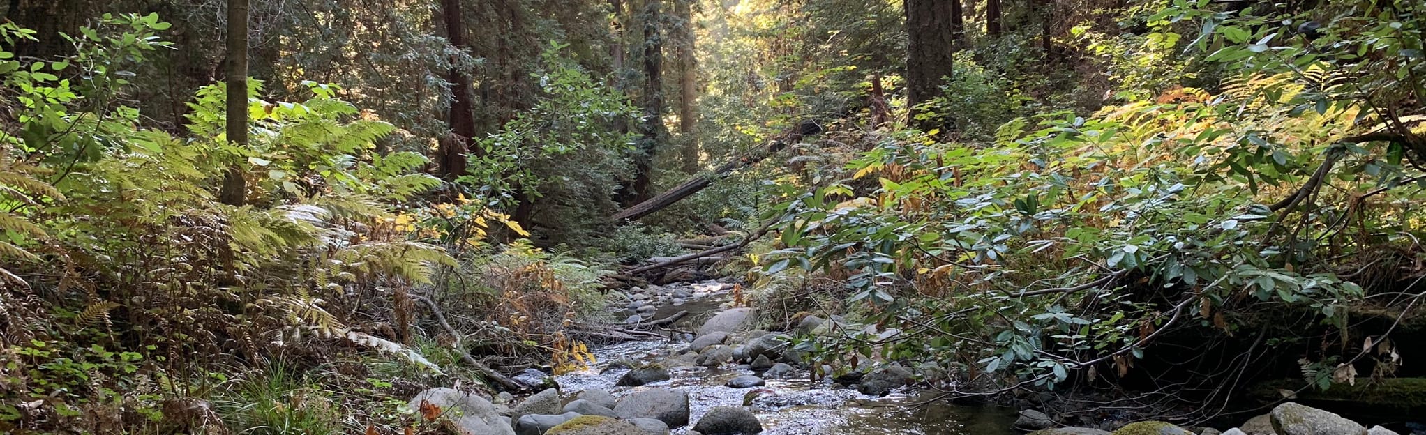 West Ridge Trail, California - 448 Reviews, Map | AllTrails