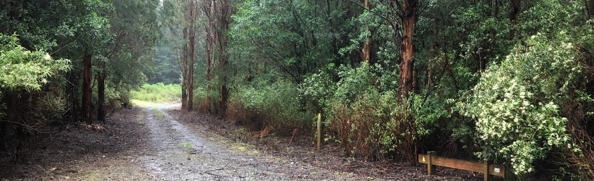 Grand Strzelecki Track: Mack's Creek Section [CLOSED], Victoria ...