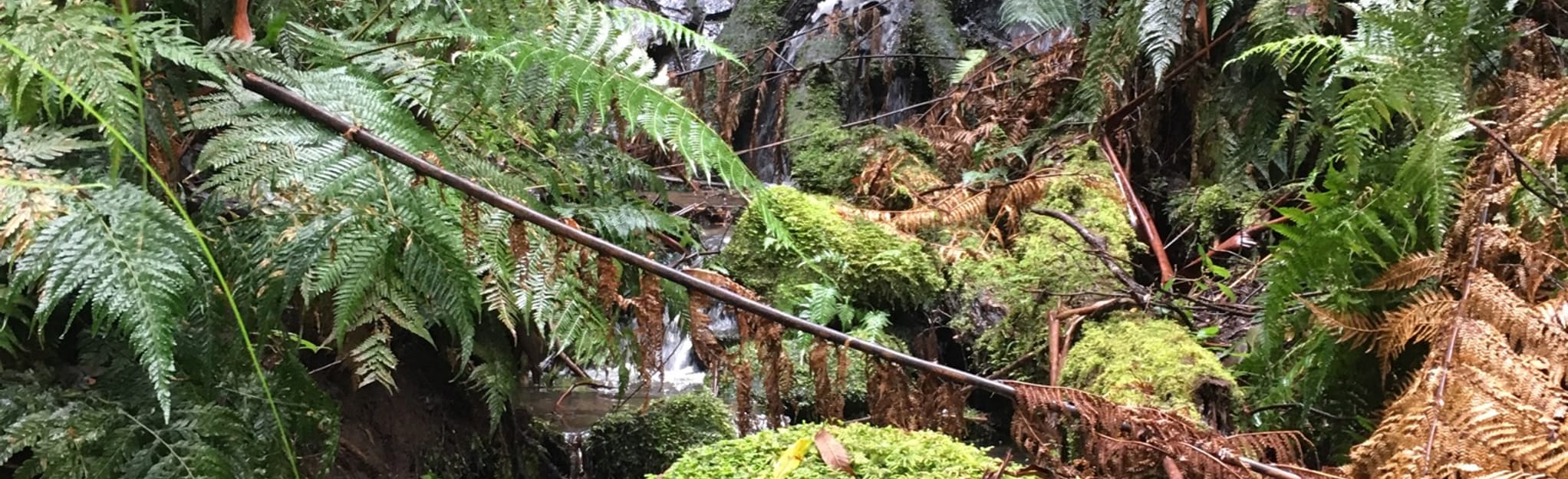 Tarra Valley Circuit, Victoria, Australia - 11 Reviews, Map | AllTrails