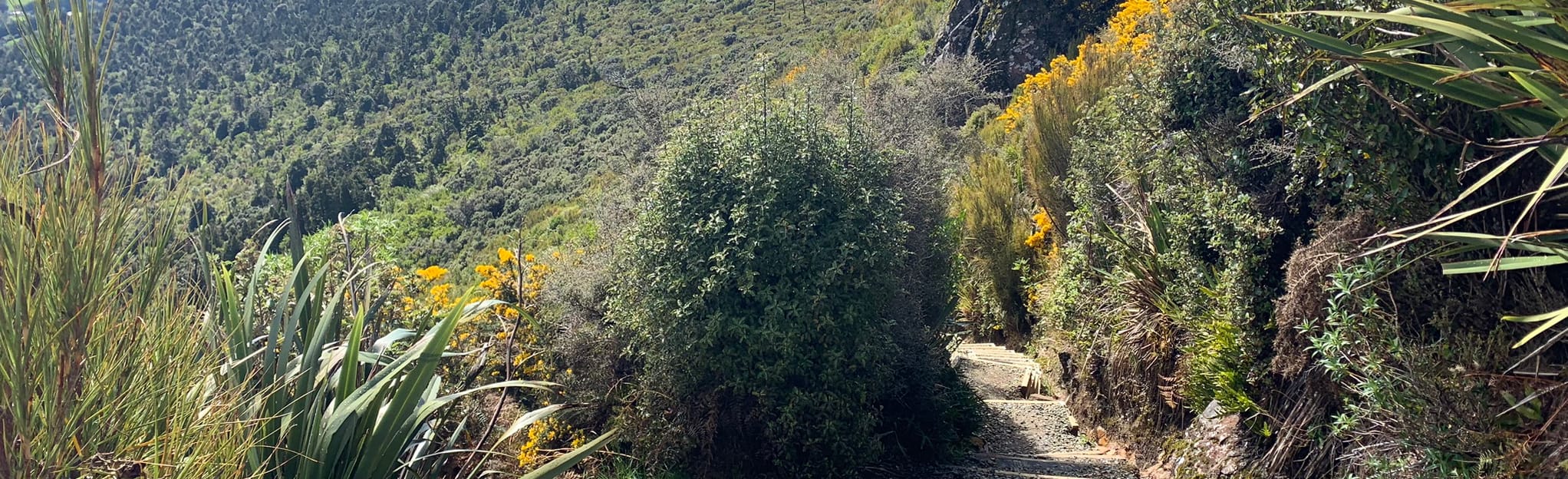 Mount Cargill Summit and Buttars Peak Track | Mapa, Roteiro - Otago ...