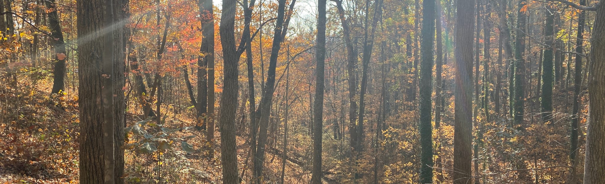 Observatory Hill Upper Perimeter Loop Trail, Virginia - 78 Reviews, Map ...