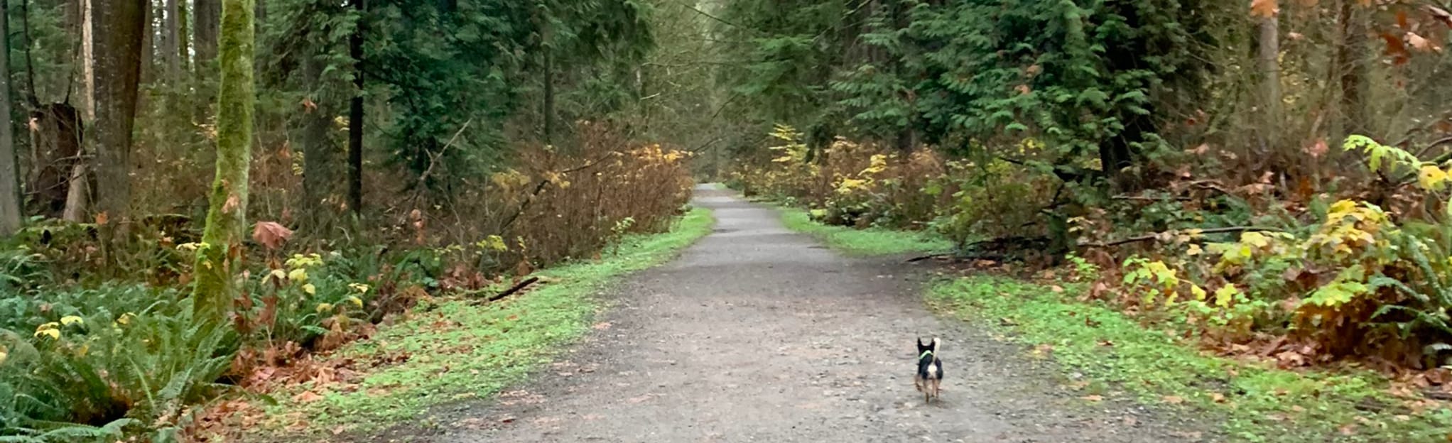 Poco Trail East Loop: 22 Reviews, Map - British Columbia, Canada ...