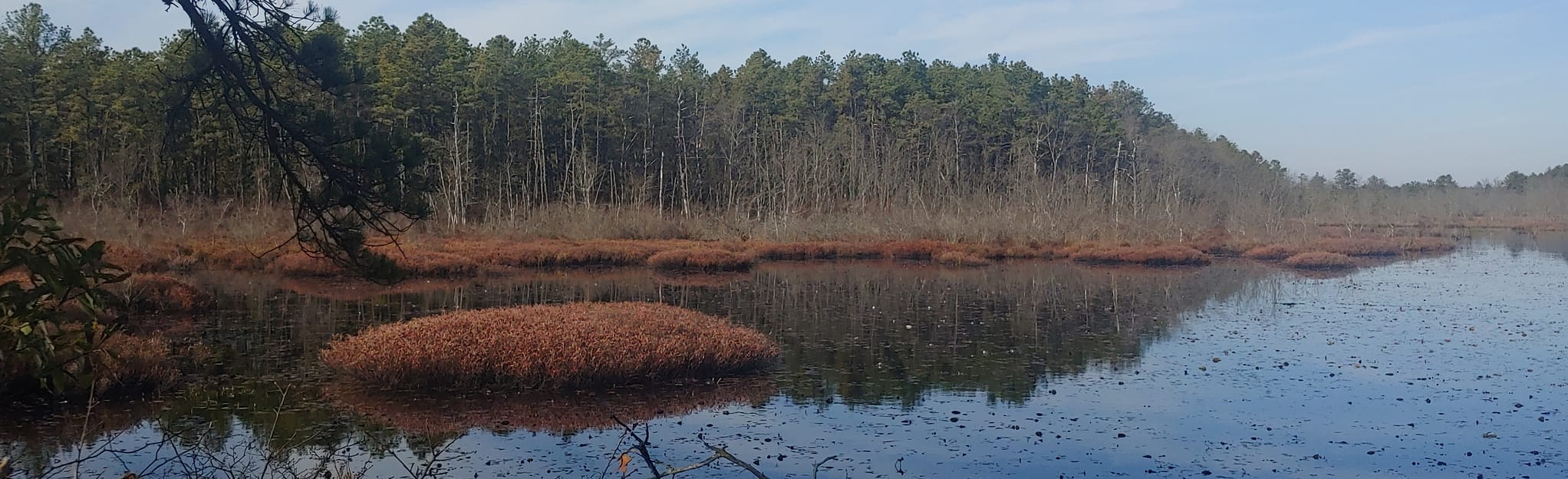 Batona Trail: Rt 532 to Rt 72, New Jersey - 138 Reviews, Map | AllTrails