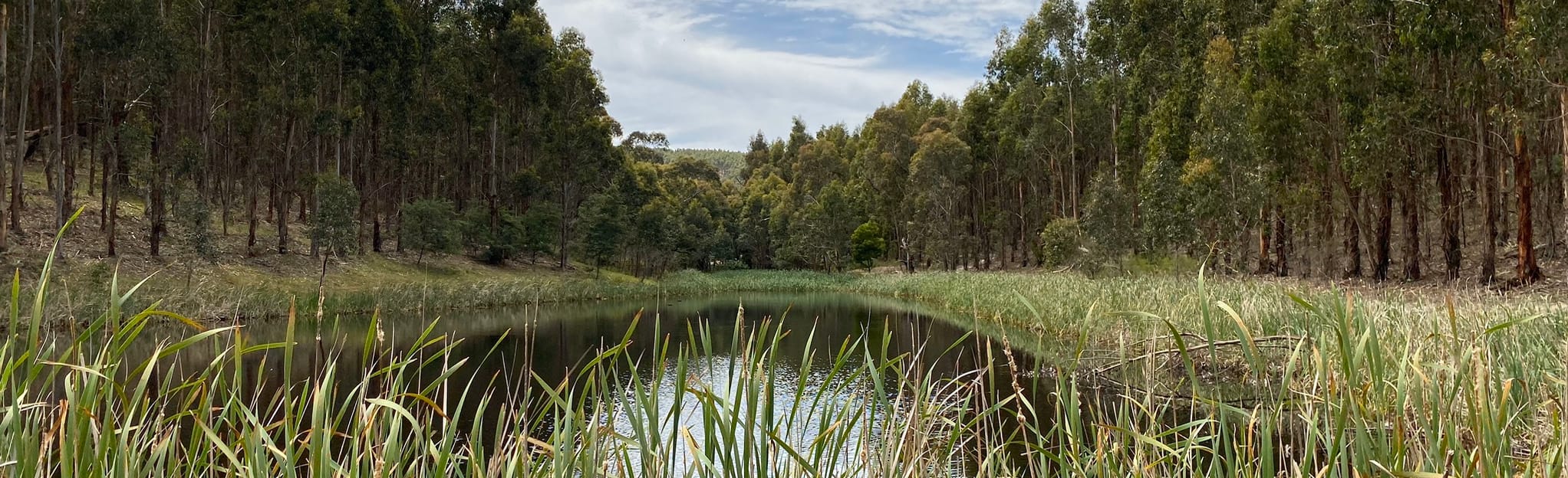 Blue Gums Enduro Loop: 8 Reviews, Map - Victoria, Australia | AllTrails