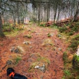 Scolty Hill, Aberdeenshire, Scotland - 102 Reviews, Map | AllTrails