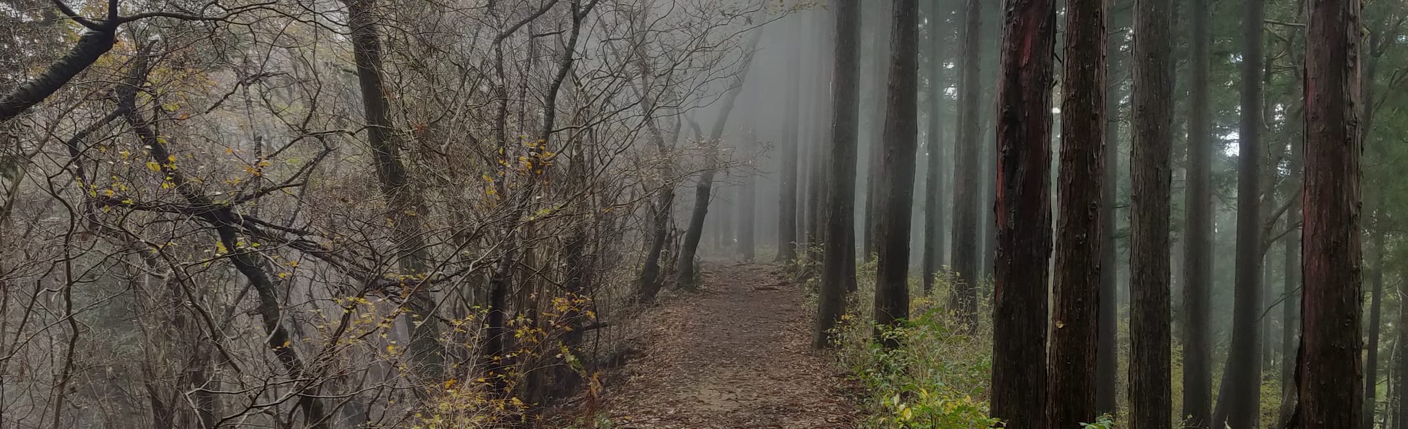 Mount Jinba: Naramoto Couse, Kanagawa, Japan - Map, Guide | AllTrails