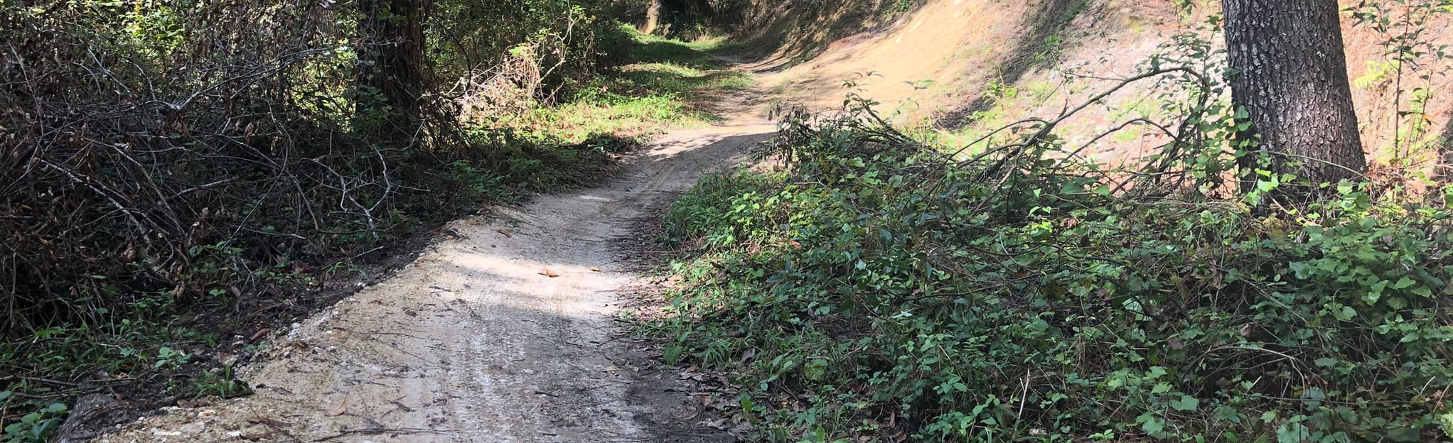 Croom Druken Monkey Loop: 69 Reviews, Map - Florida | AllTrails