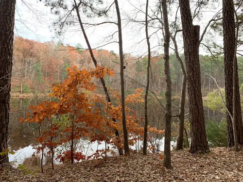 10 Best Easy Trails in William B. Umstead State Park | AllTrails