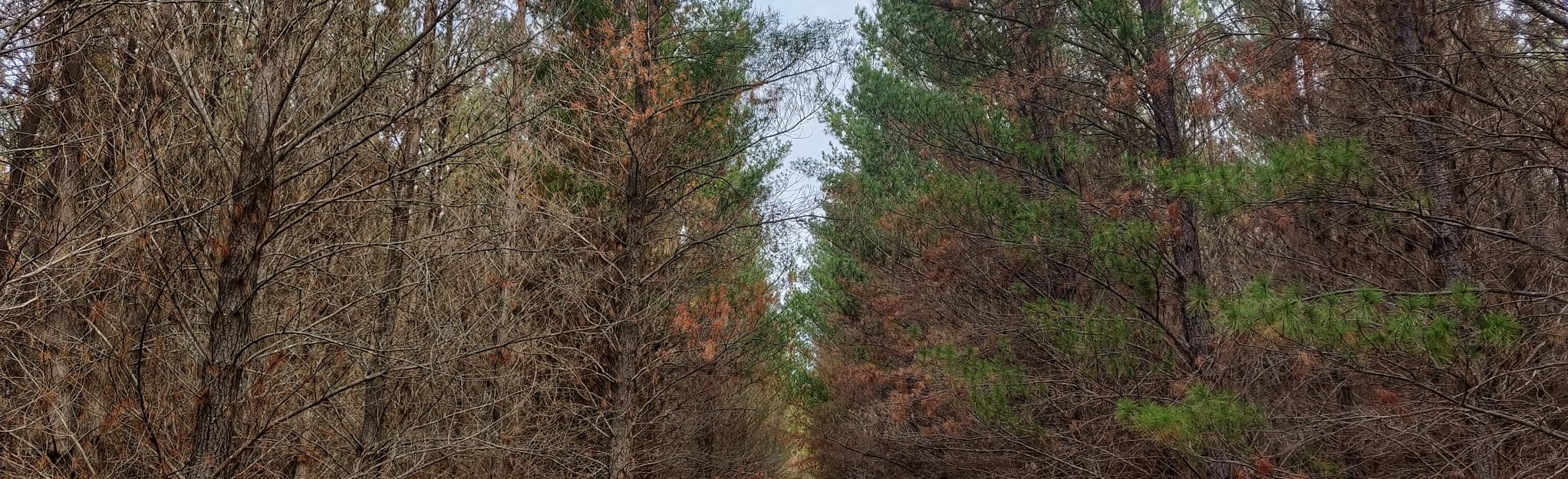 Armidale State Forest Southern Loop, New South Wales, Australia - 7 ...