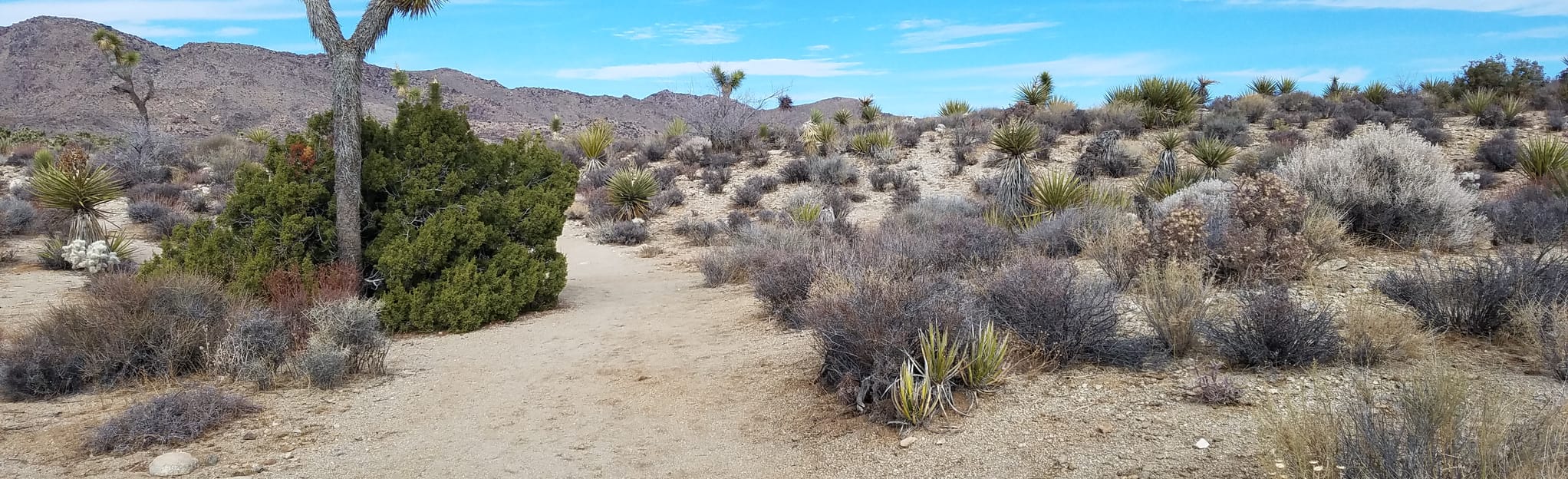 Queen Valley Mines via Pine City Trail, California - 19 Reviews, Map ...