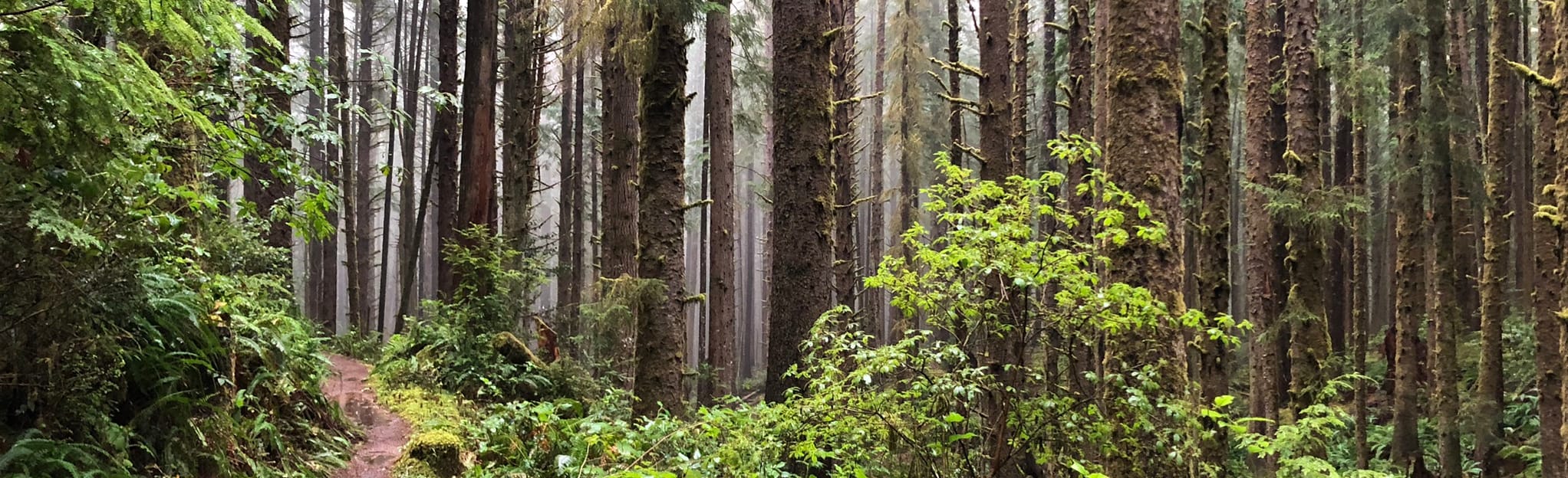 Siltcoos Lake Trail, Oregon - 510 Reviews, Map | AllTrails