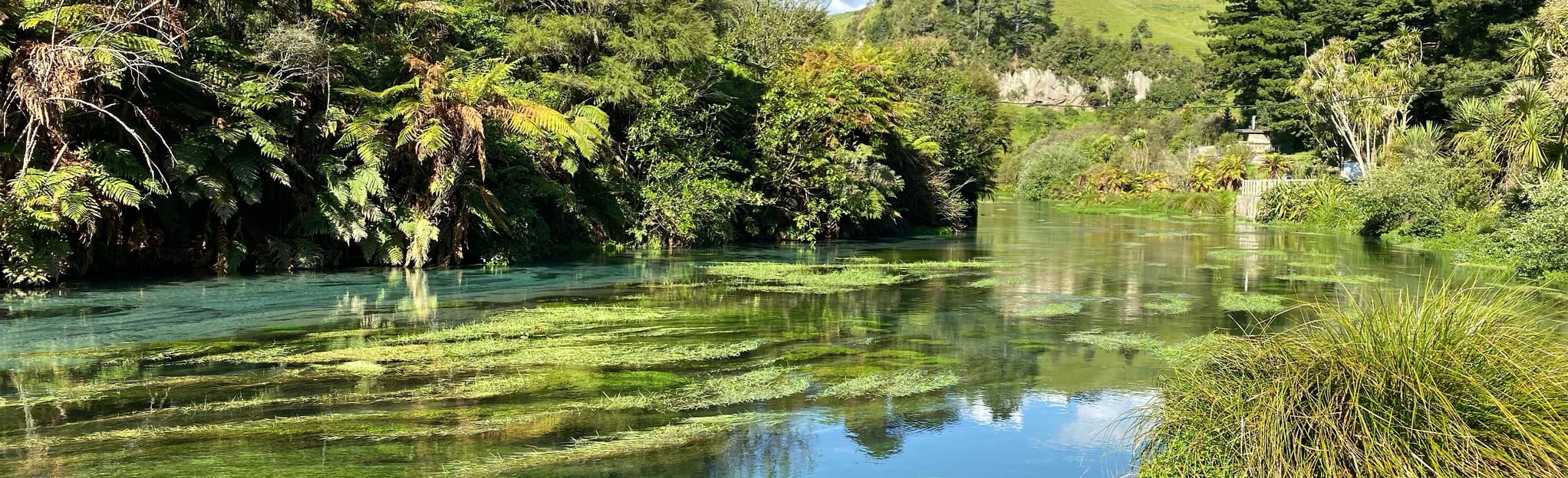 Blue Spring via Te Waihou Walkway from Whites Road: 235 Reviews, Map ...
