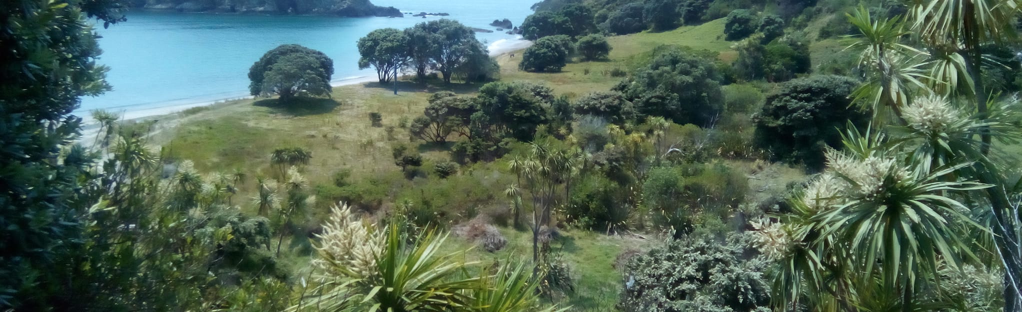 Moturua Island Track, Northland, New Zealand - 13 Reviews, Map | AllTrails