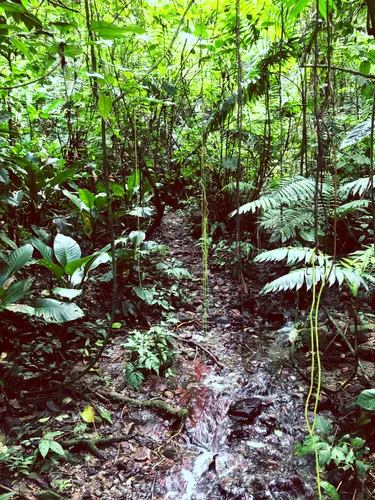 Best Hikes and Trails in Rawacala Rainforest Adventure EcoPark | AllTrails