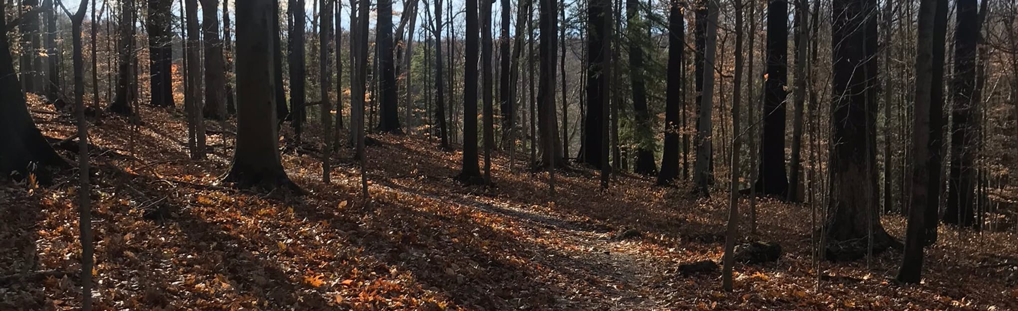 Volunteer Spirit Trail Loop: 95 Reviews, Map - Ohio | AllTrails