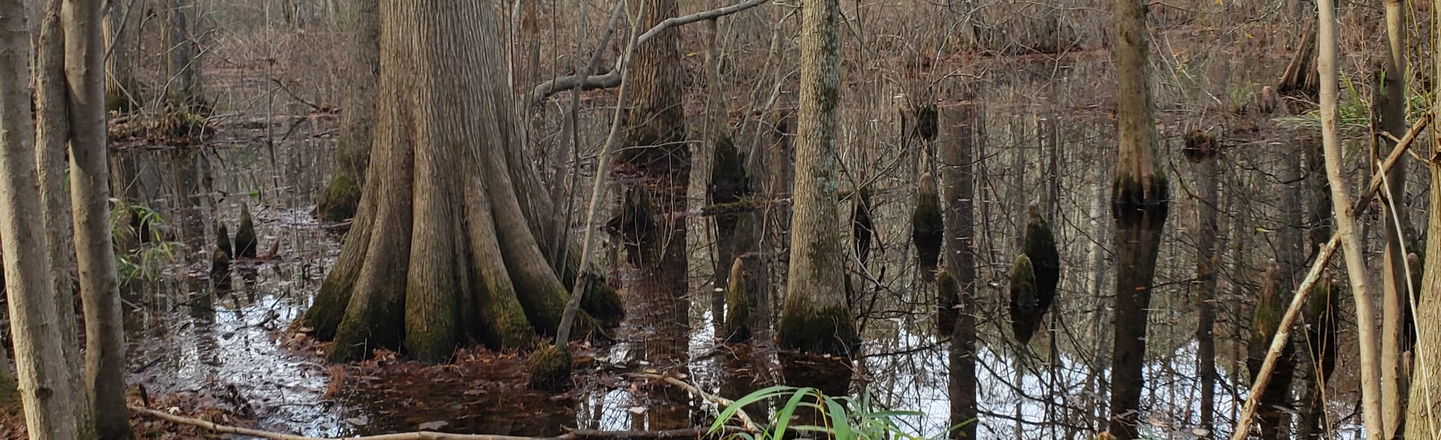 Stumpy Lake Loop, Virginia - 356 Reviews, Map | AllTrails