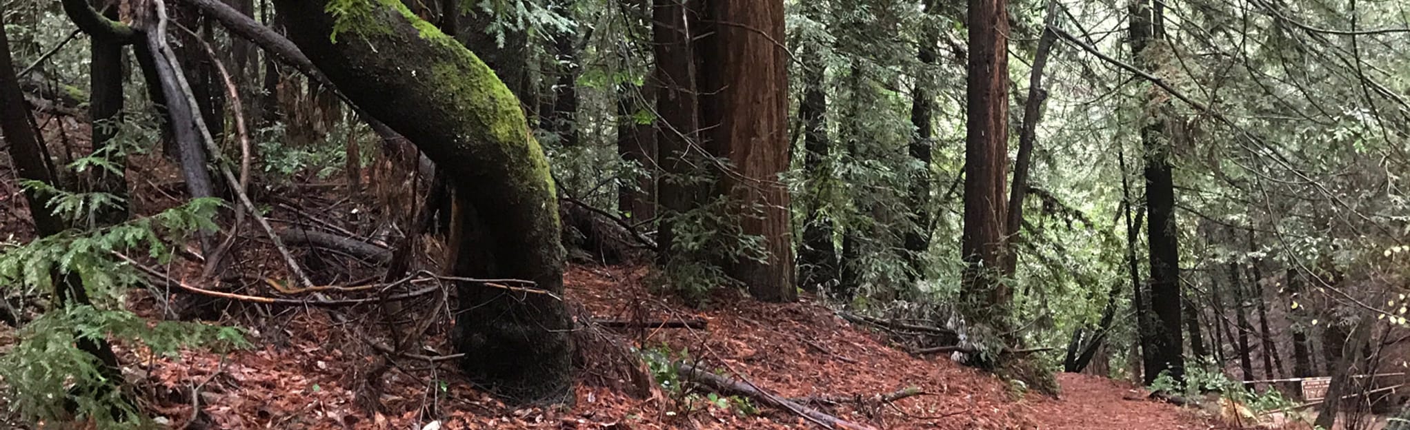 Mount Madonna Amphitheater and Valley View Loop - California | AllTrails