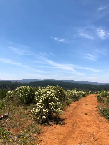 Best Hikes and Trails in Bago State Forest | AllTrails