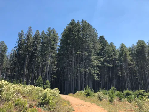 Best Hikes and Trails in Bago State Forest | AllTrails