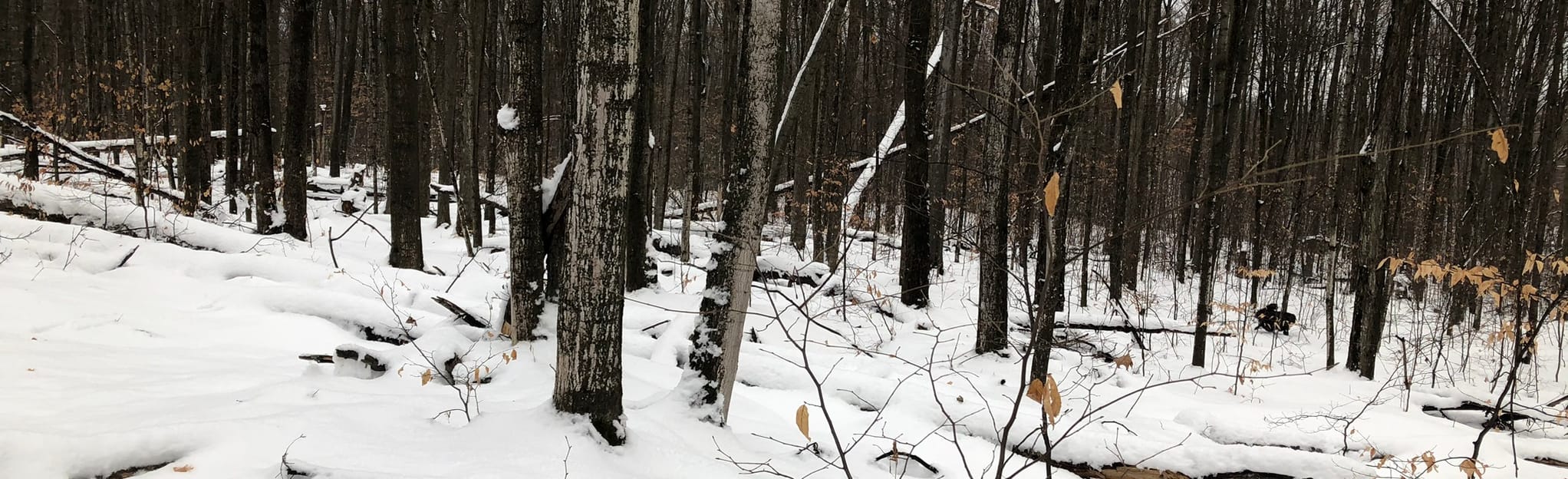 Raven Ridge Nature Preserve Loop: 15 Reviews, Map - Michigan | AllTrails