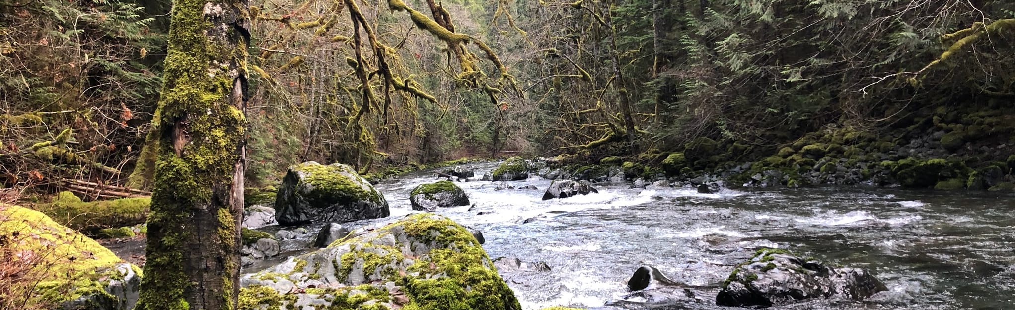 Duckabush River Trail to Five Mile Camp, Washington - 802 Reviews, Map ...