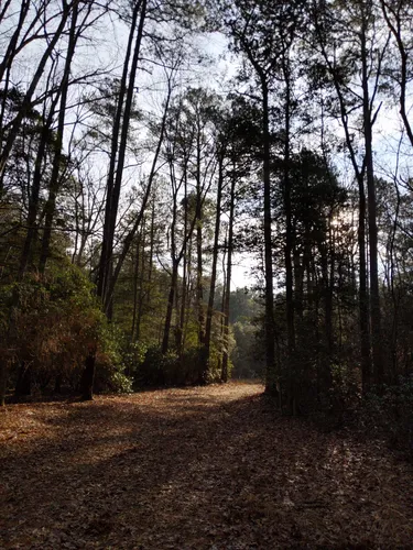 Best Hikes and Trails in Pocomoke State Forest | AllTrails