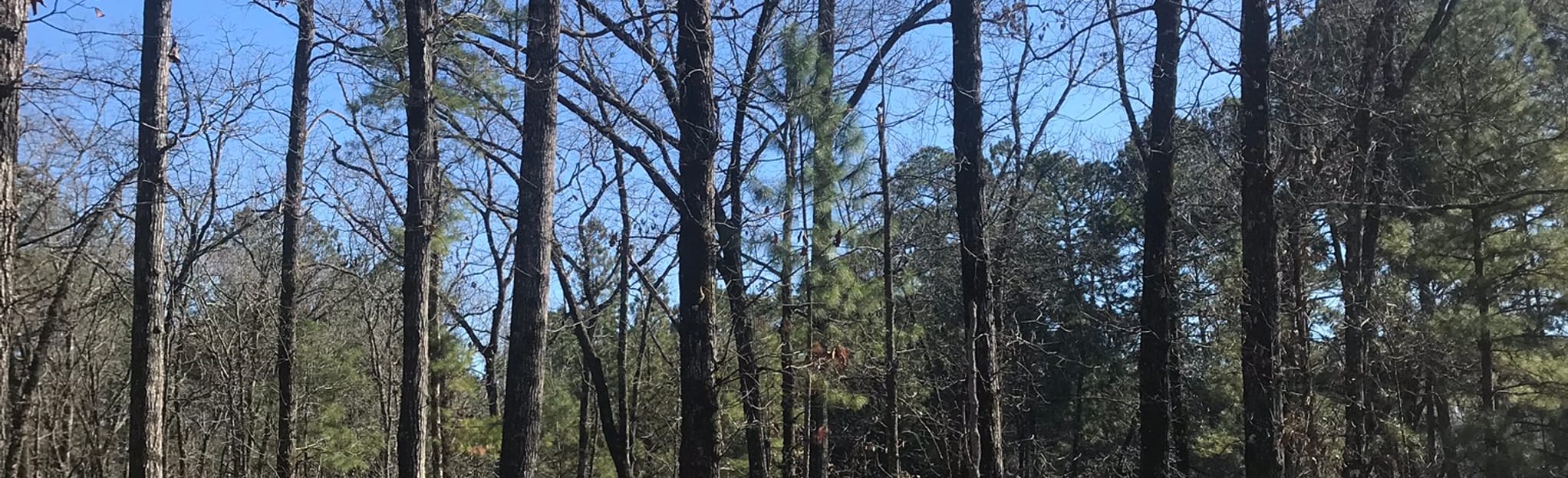 Wild Azalea Trail: Segment 4: 78 Reviews, Map - Louisiana | AllTrails