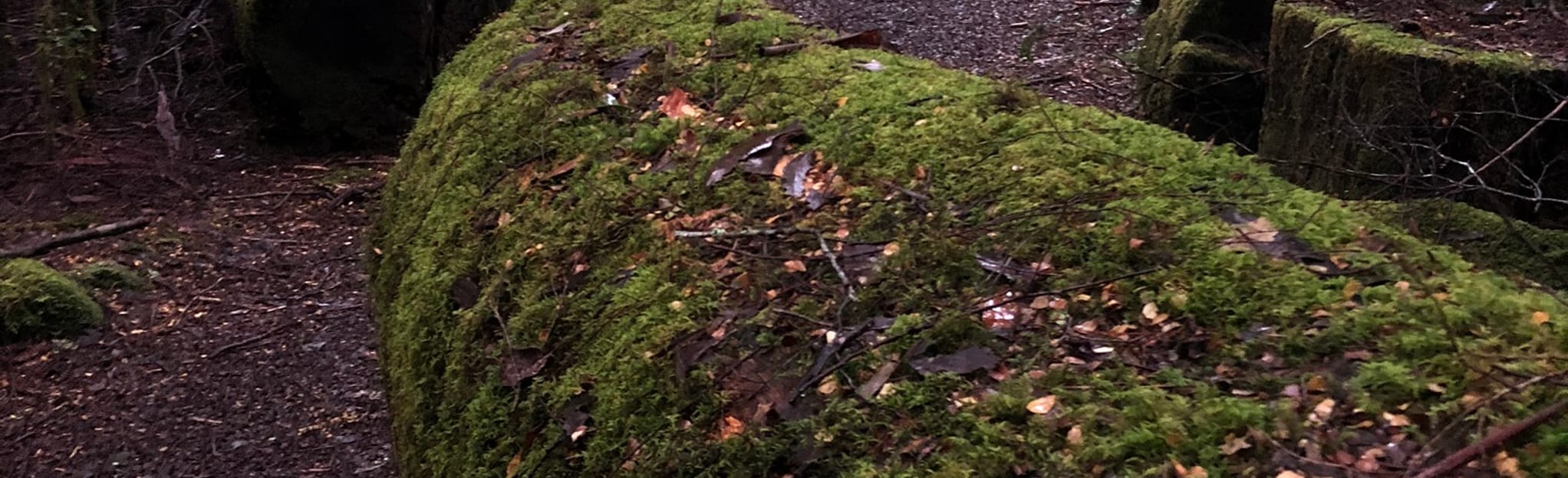 Styx River Walk: 26 Reviews, Map - Tasmania, Australia | AllTrails