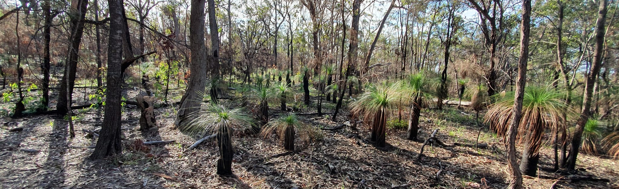 Toohey Ridge Track and Mimosa Track Loop: 123 Reviews, Map - Queensland ...