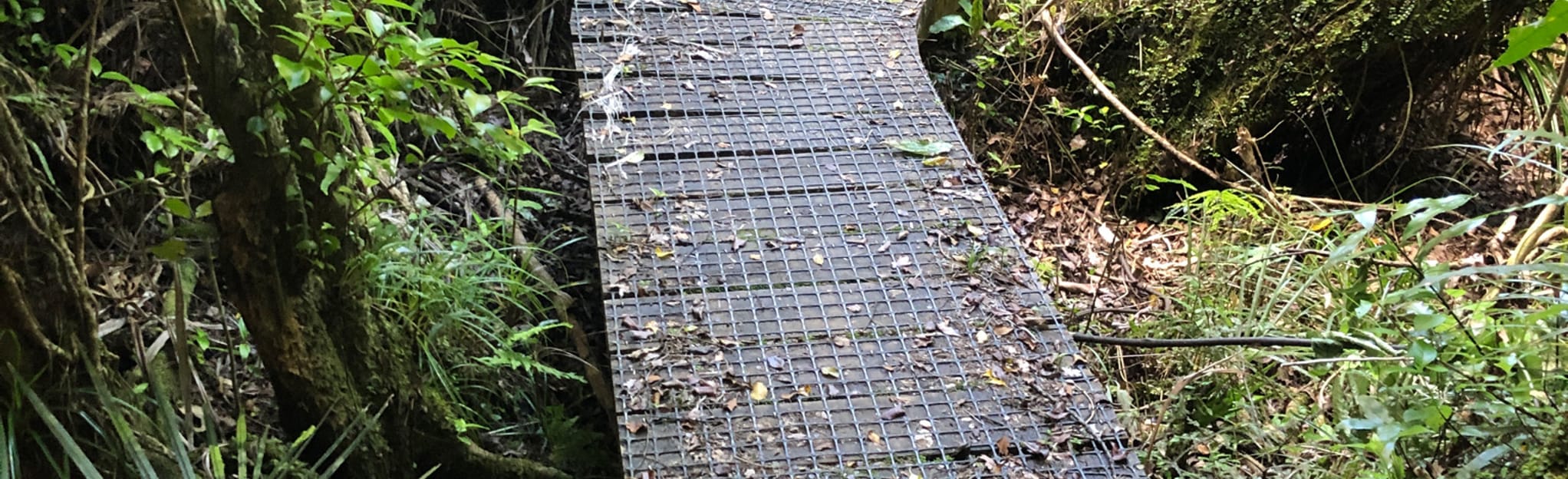 Water Race Track, Waikato, New Zealand - 6 Reviews, Map | AllTrails