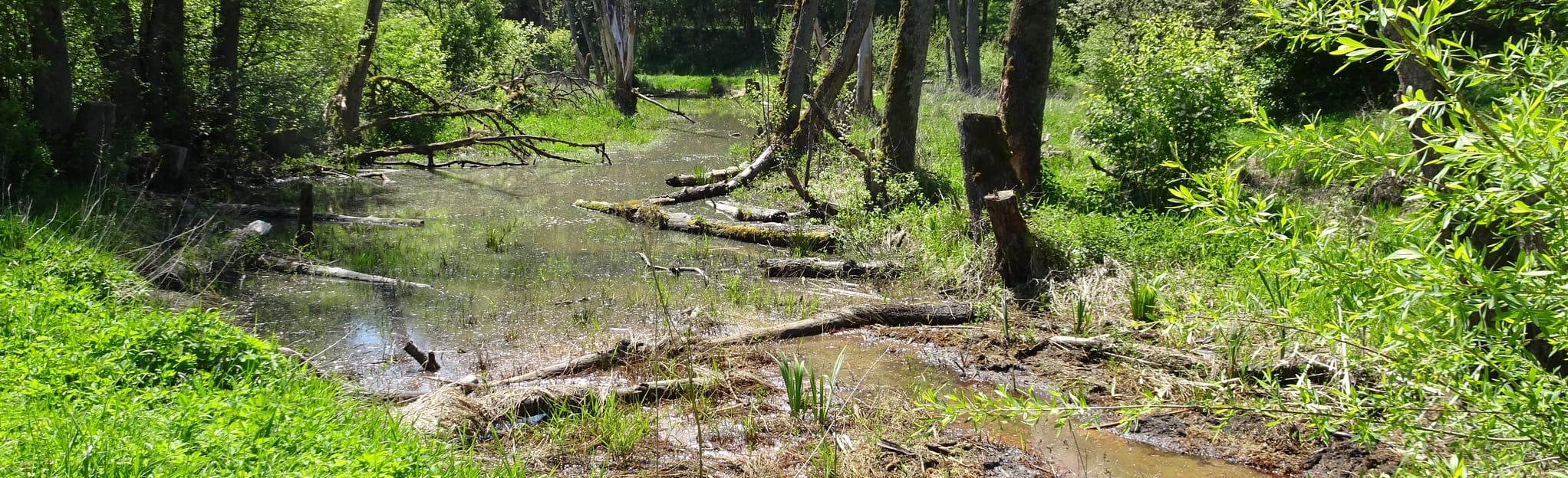 Pegnitz-Radweg | Map, Guide - Bayern, Germany | AllTrails
