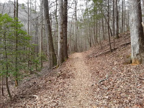 10 Best Hikes and Trails in Vogel State Park | AllTrails