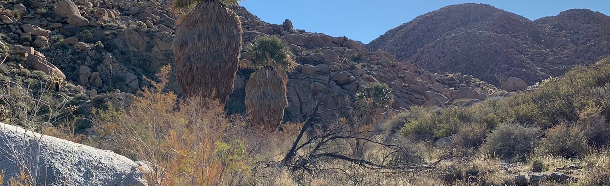 Jacumba Wilderness Happy Camp Loop: 12 Reviews, Map - California ...