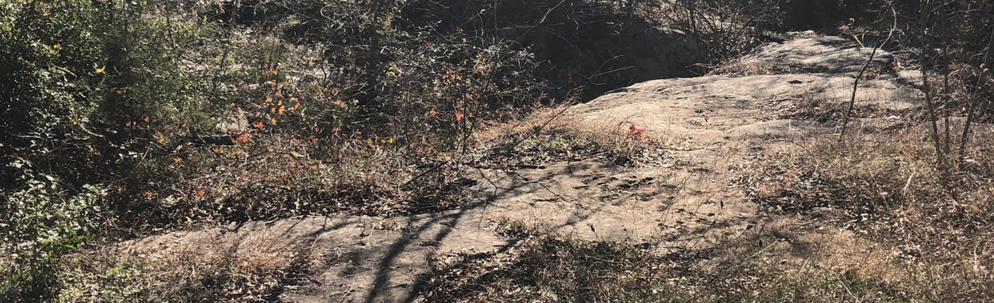 AllTrails | Whitestone Preserve Trail and Cedar Elm Preserve Trail: 72 ...