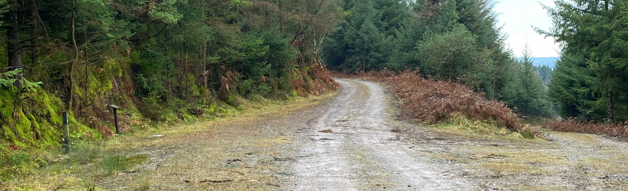 Kilsheelan Woods : 17 Photos - Comté de Waterford, Irlande | Randonnée ...