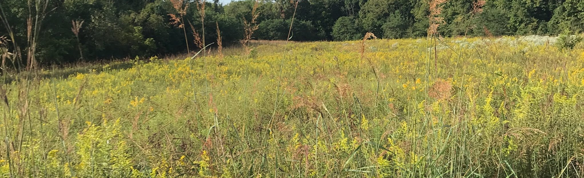Shale Hollow Loop, Ohio - 614 Reviews, Map | AllTrails