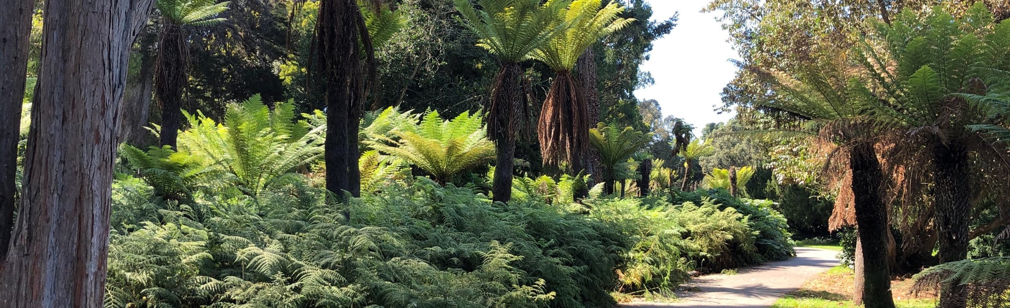 Panhandle and Music Concourse Loop, California - 559 Reviews, Map ...