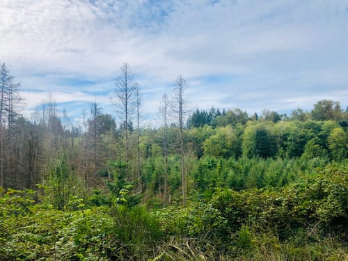 2023 Best Mountain Biking Trails in Pilchuck Tree Farm | AllTrails