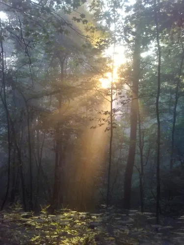 Best Hikes and Trails in Lone Mountain State Forest | AllTrails