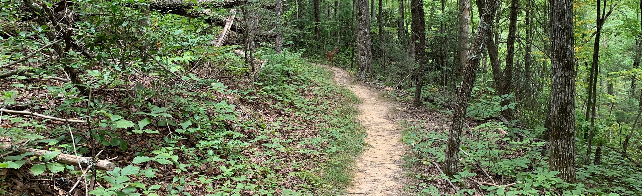 Chestnut Top Trail, Tennessee - 451 Reviews, Map | AllTrails