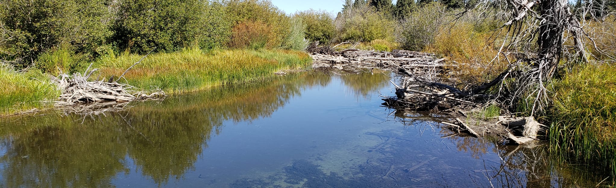 Rainbow Trail, California - 277 Reviews, Map | AllTrails