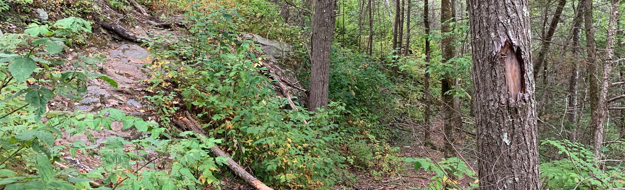 Chestnut Mountain, Big Frog Mountain and Hemp Top Loop, Tennessee - 15 ...