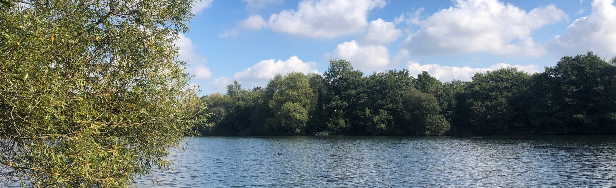 White Swan Lake and Black Swan Lake Circular, Berkshire, England - 49 ...
