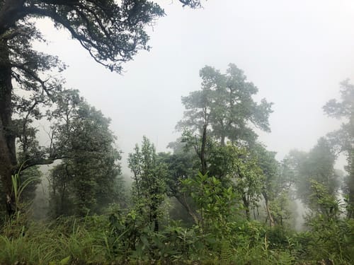 Best Hikes and Trails in Binsar Wildlife Sanctuary | AllTrails