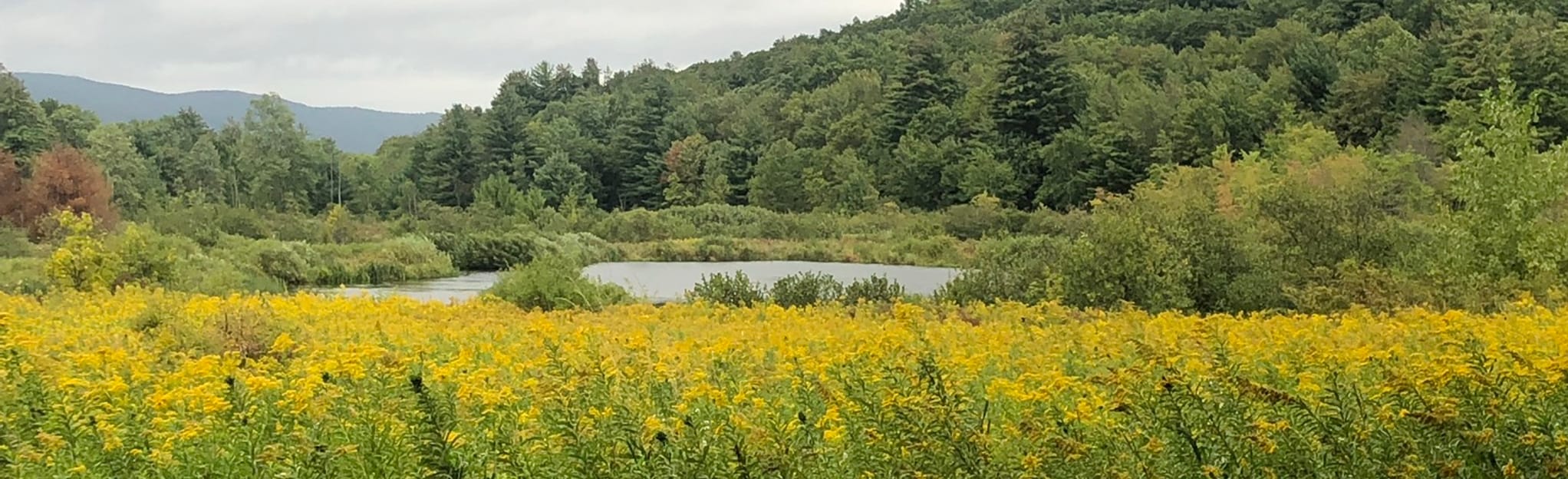 Whale Rock via Woodland Trail, Massachusetts - 128 Reviews, Map | AllTrails